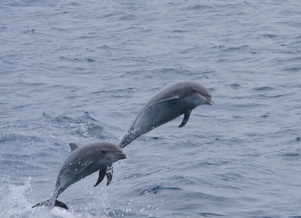 Bottlenose dolphin - Scotlink