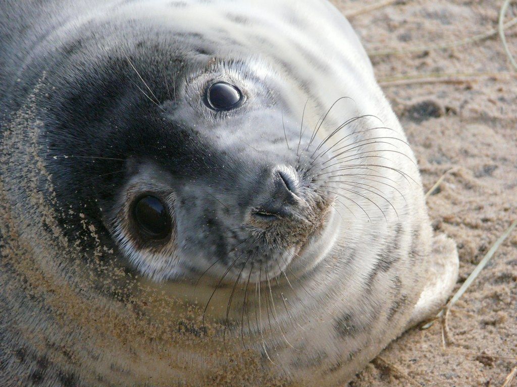 Grey seal - Scotlink