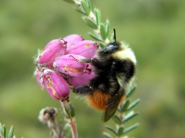 Bilberry bumblebee - Scotlink