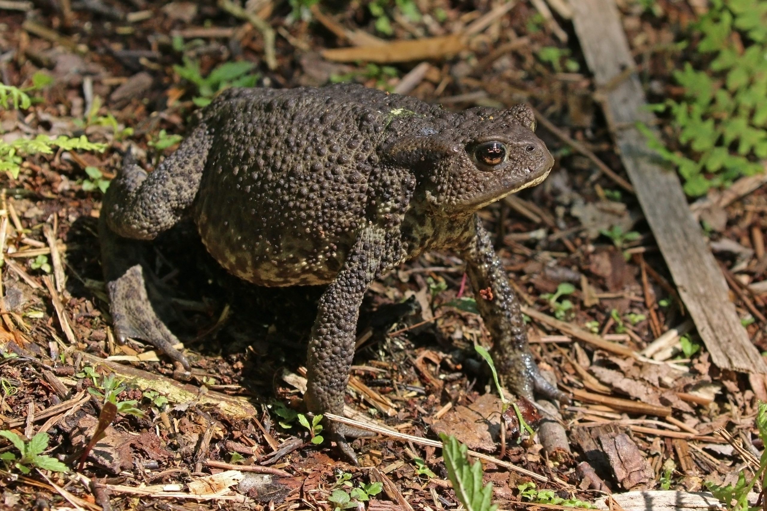 Common toad - Scotlink Common toad - Scotlink