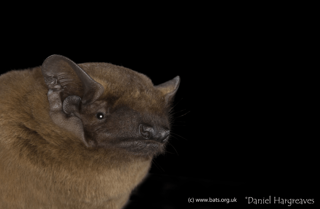 Noctule Bat - Scotlink