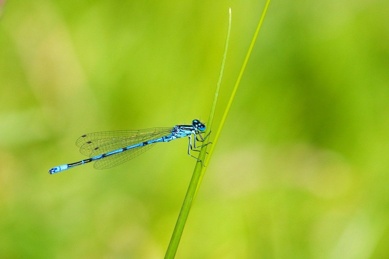 Northern Damselfly Scotlink Northern Damselfly Scotlink