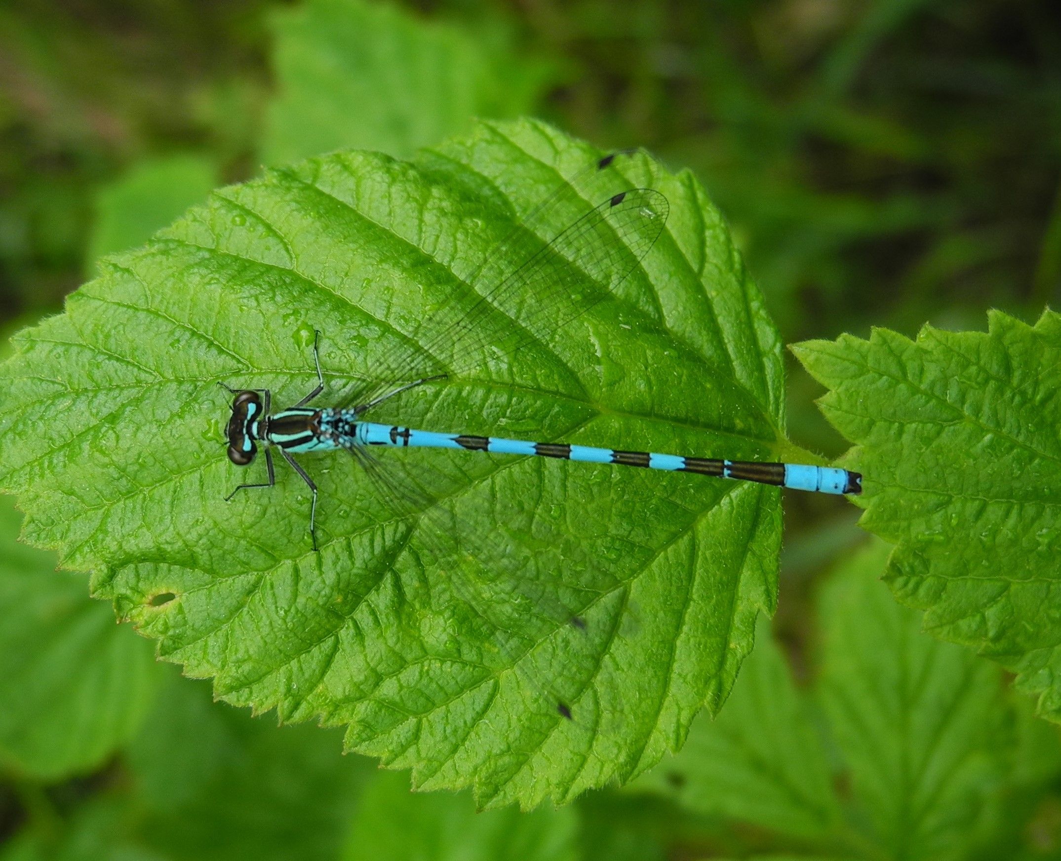 Northern Damselfly Scotlink Northern Damselfly Scotlink