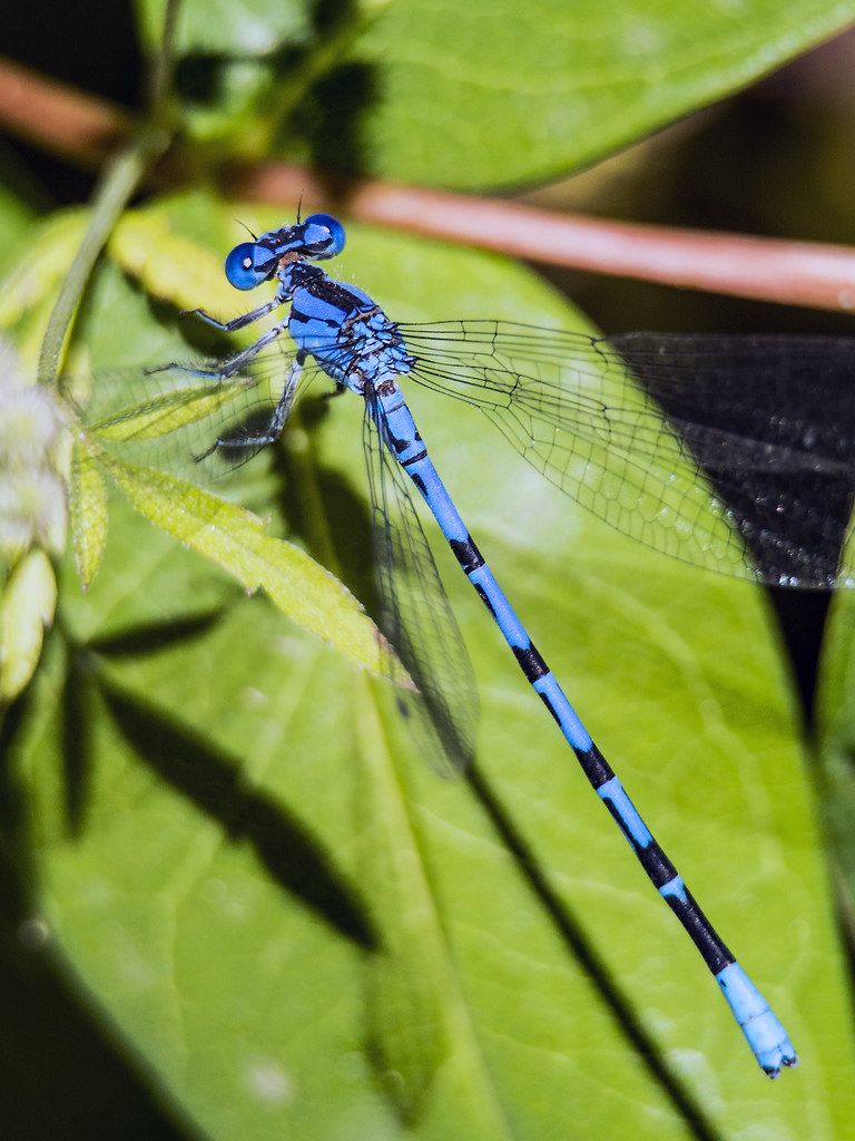 Northern Damselfly Scotlink Northern Damselfly Scotlink