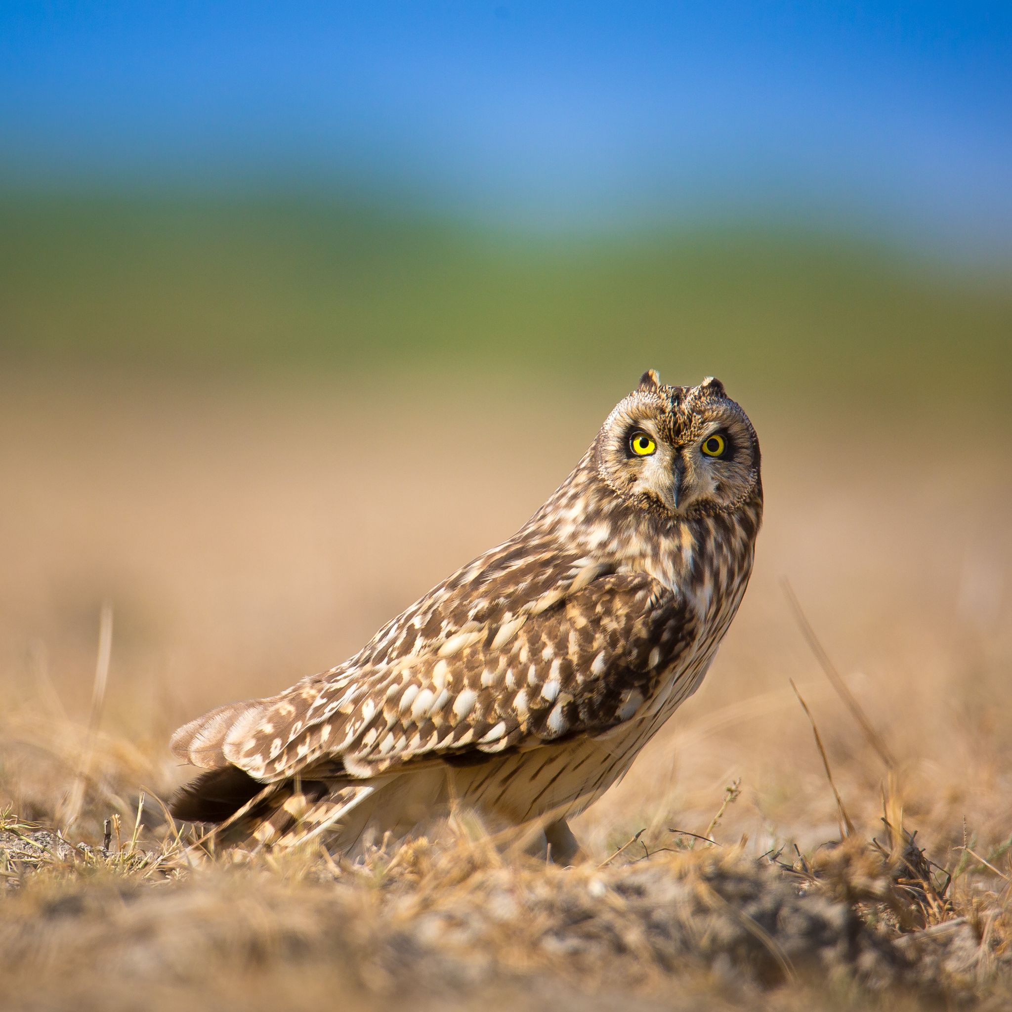Short-eared owl - Scotlink