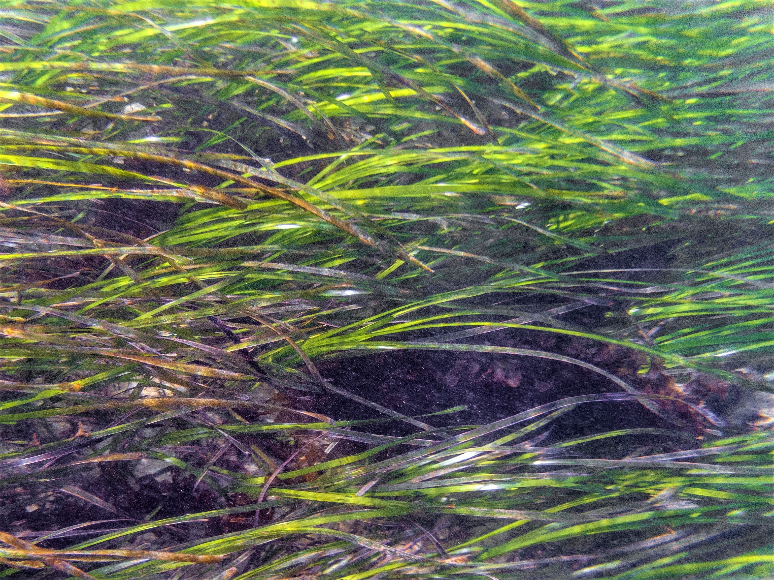 Seagrass - Scotlink