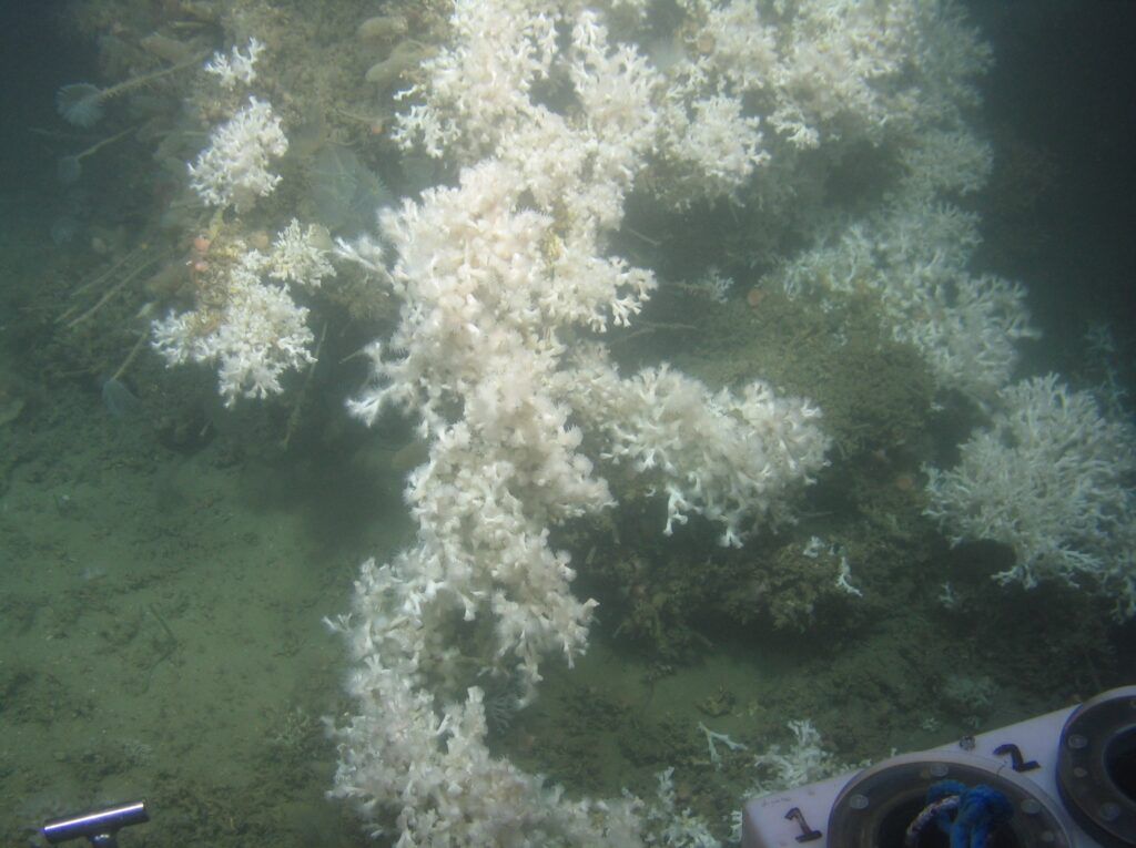 Exploring Scotland's deep sea - Scotlink