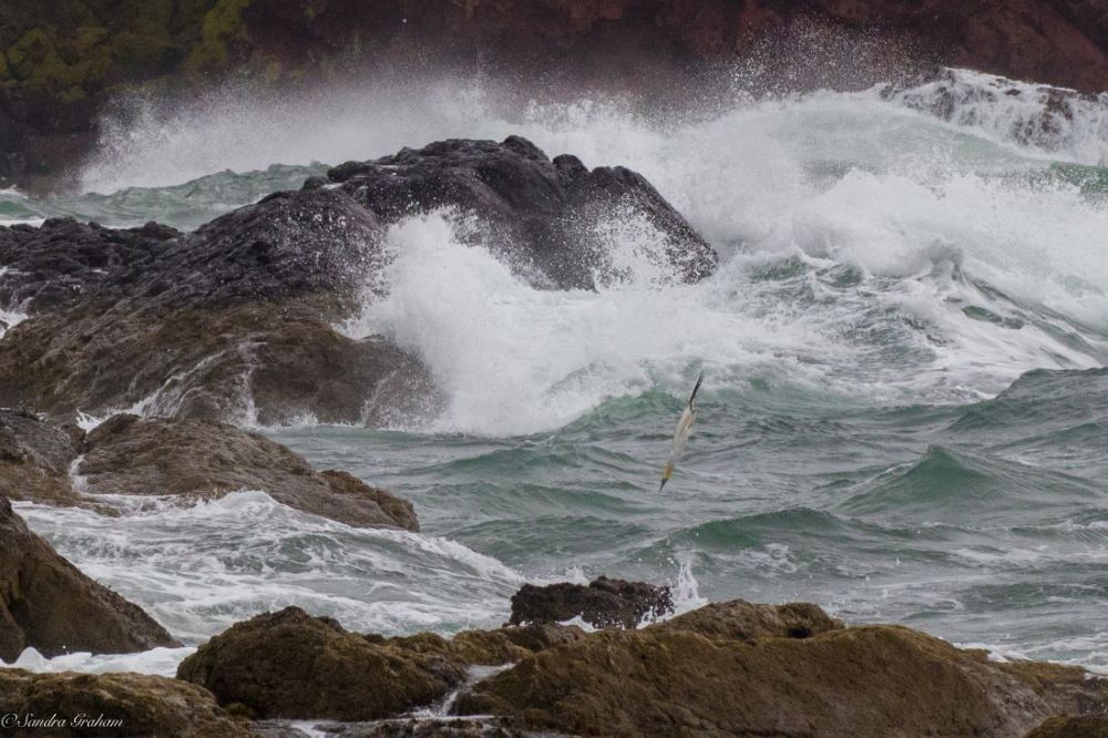 Ocean recovery in 2021 and beyond - Scotlink