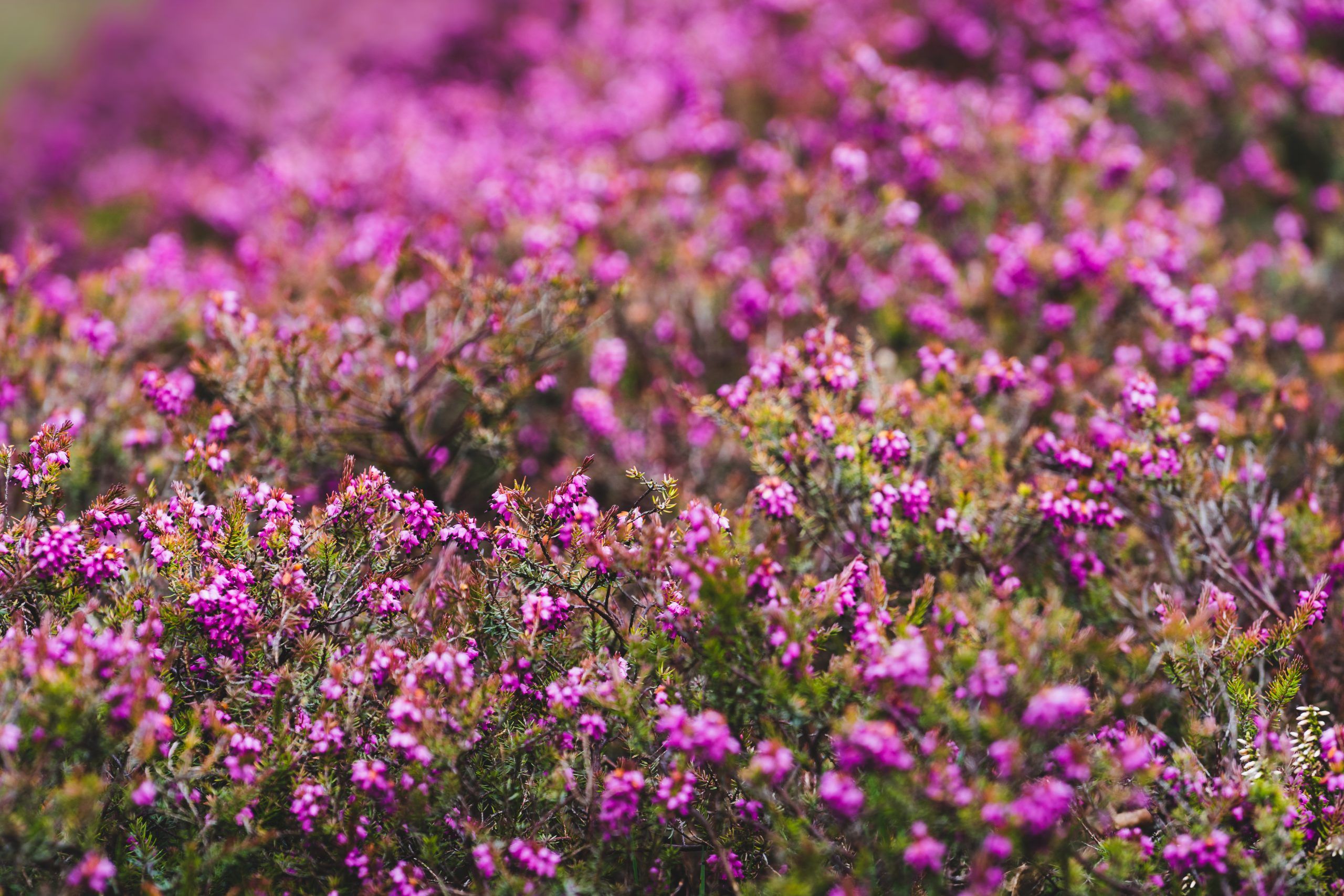 Scotland’s biodiversity and its conservation - Scotlink