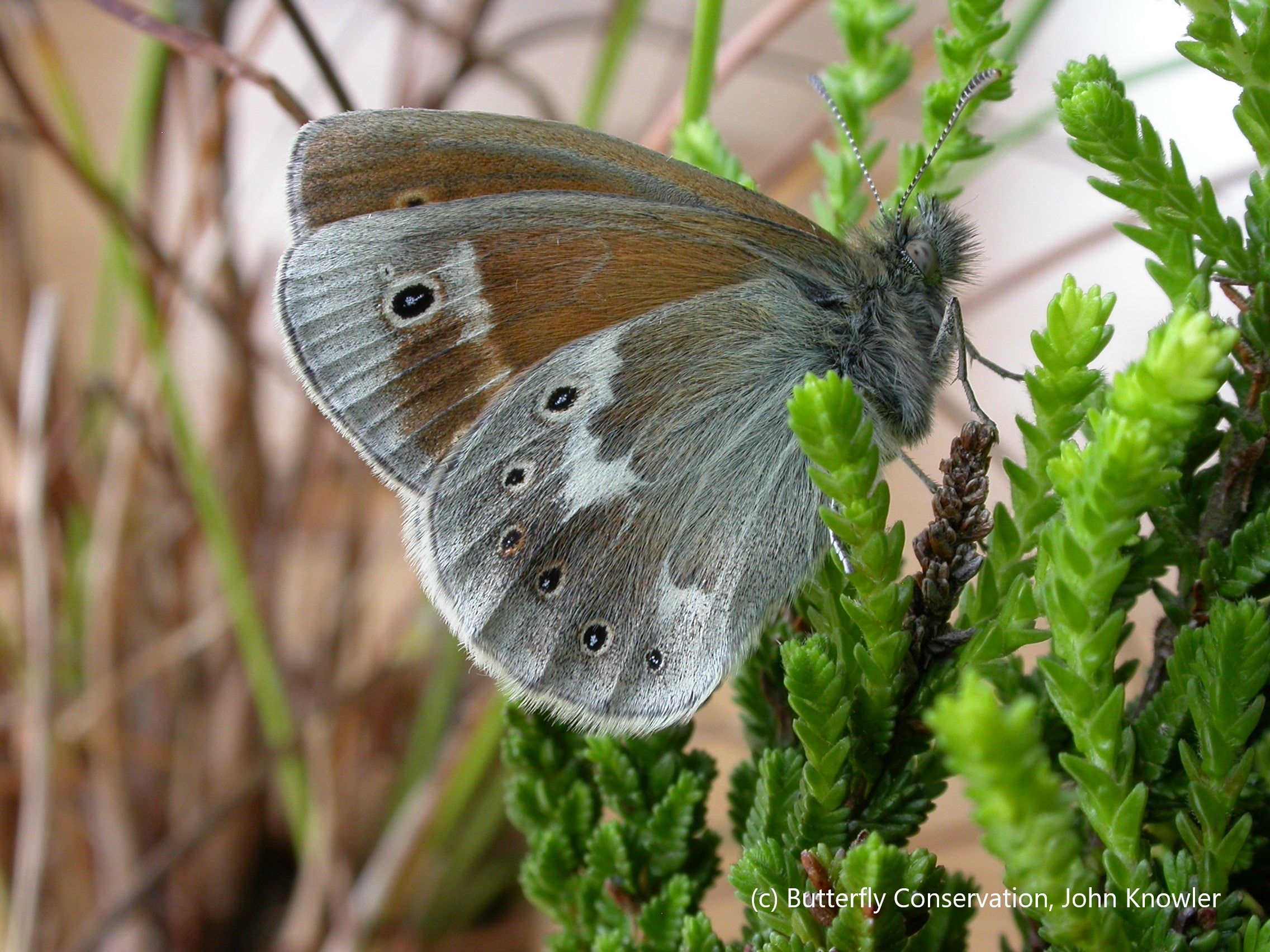 Large Heath butterfly - Scotlink