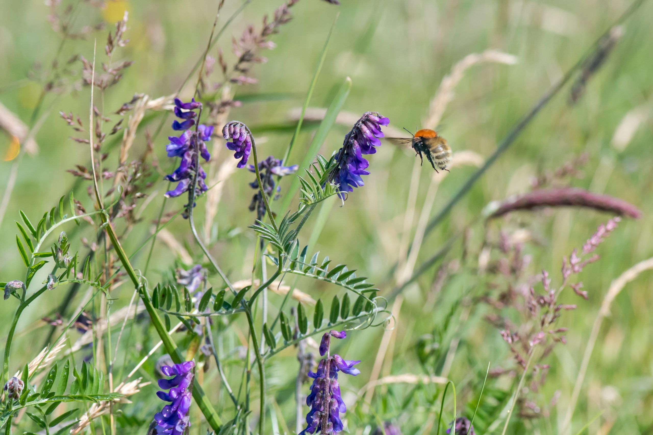 Moss Carder bee - Scotlink