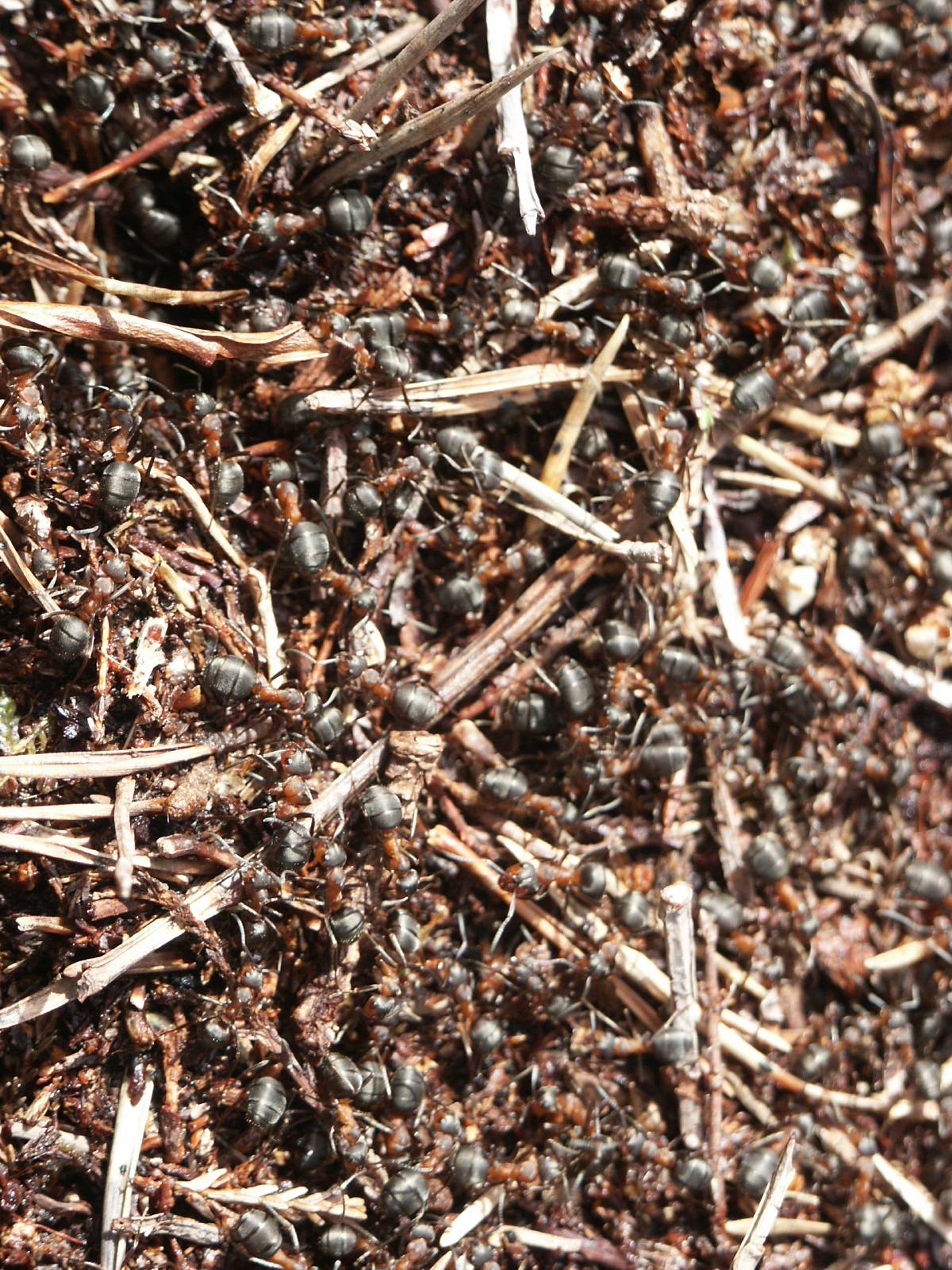 Scottish Wood Ant - Scotlink Scottish Wood Ant - Scotlink
