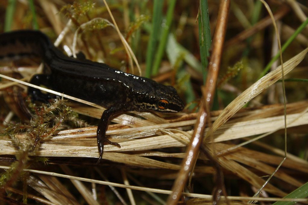 Palmate newt - Scotlink