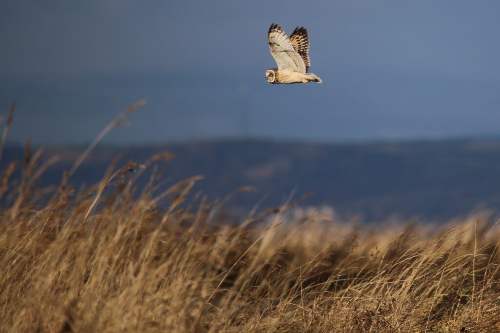 Statutory nature recovery targets can prevent another lost decade for ...