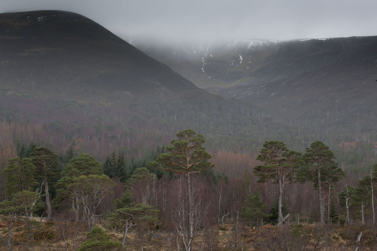 Caledonian Pinewoods - Scotlink