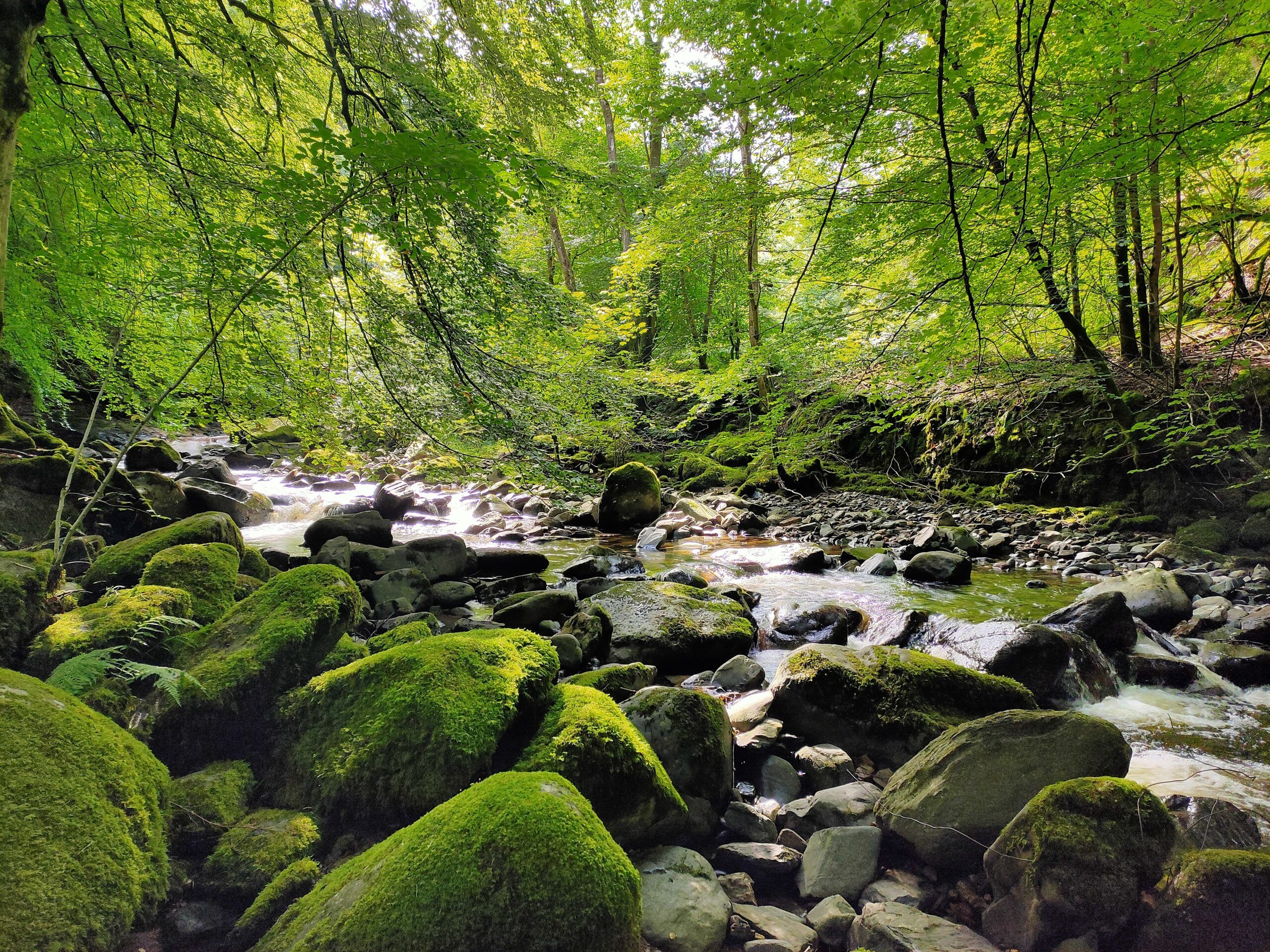Scotland and the UN Decade of Ecosystem Restoration: 5 priorities for ...