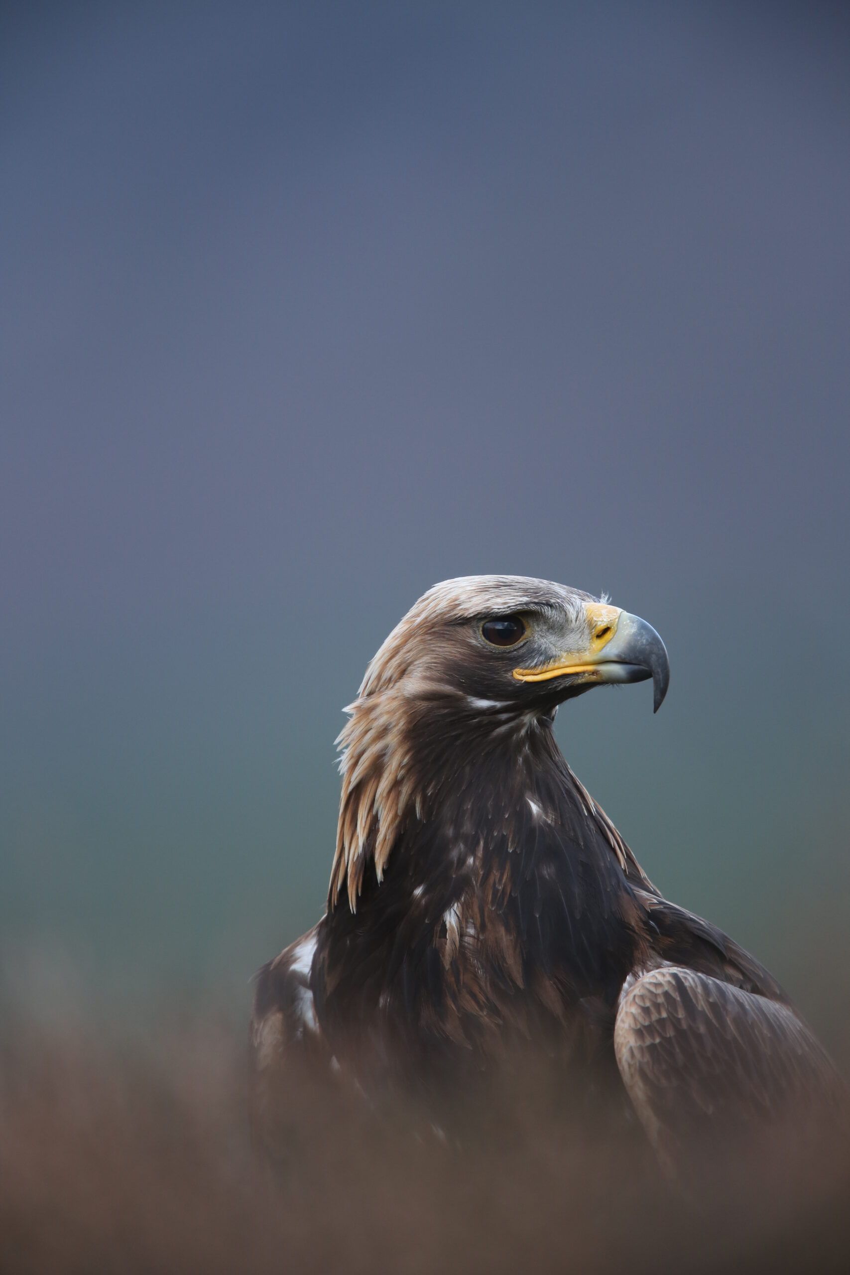 Nature Champions - Scotlink