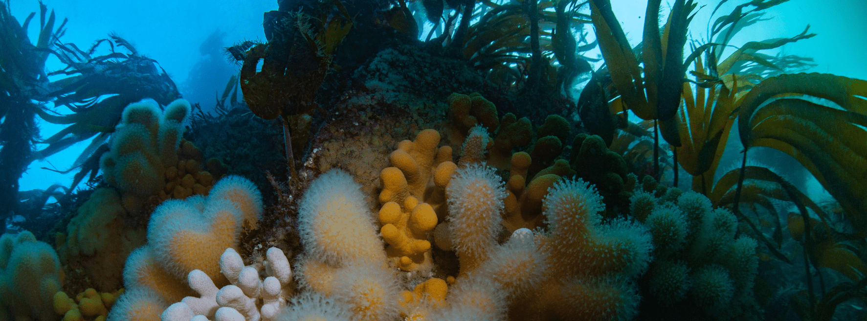 Ocean recovery zones are vital to restoring our seas to health - Scotlink