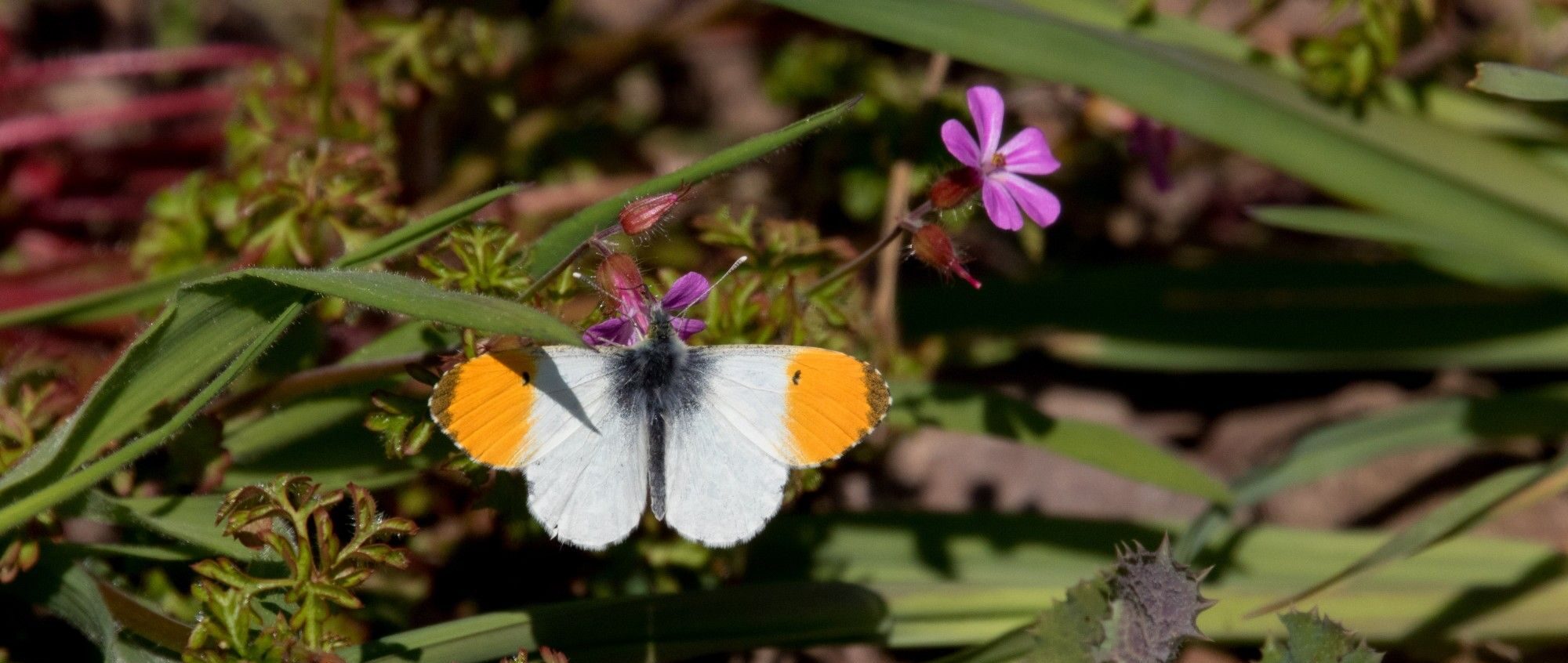 Scotland's Natural Environment Bill could be nature's lifeline - Scotlink