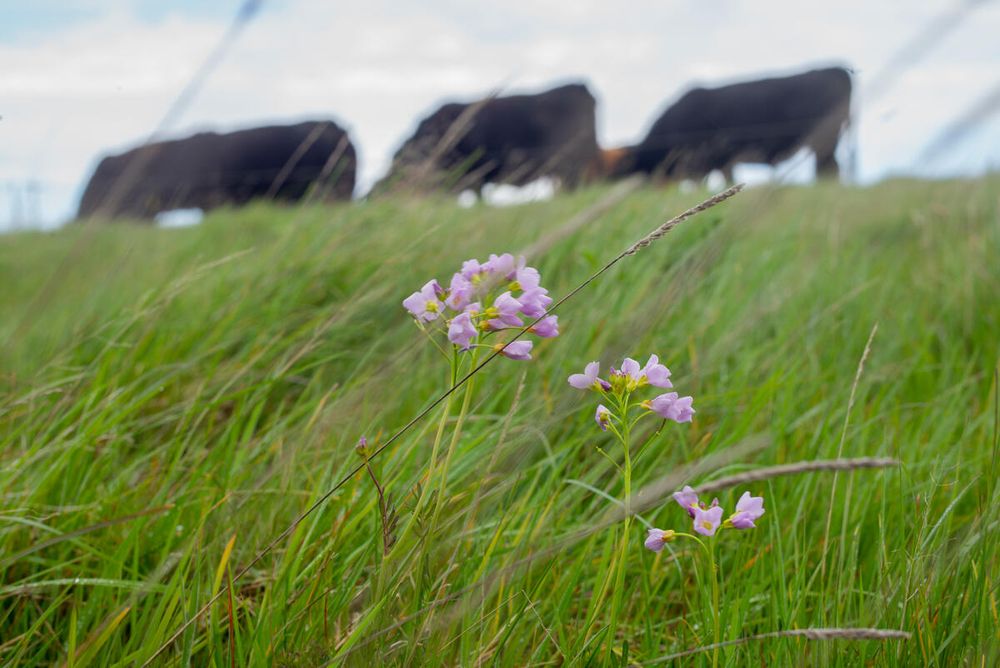 Farm for Scotland’s Future: talking about farming and crofting - Scotlink