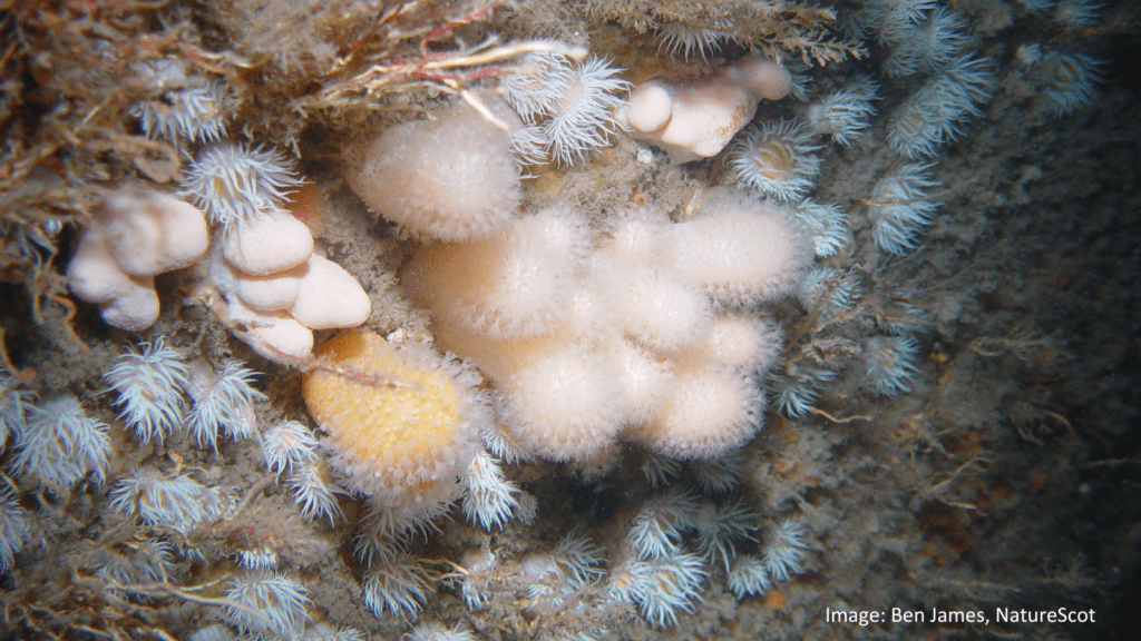 Scottish deep sea protections: a welcome step after years of delay ...