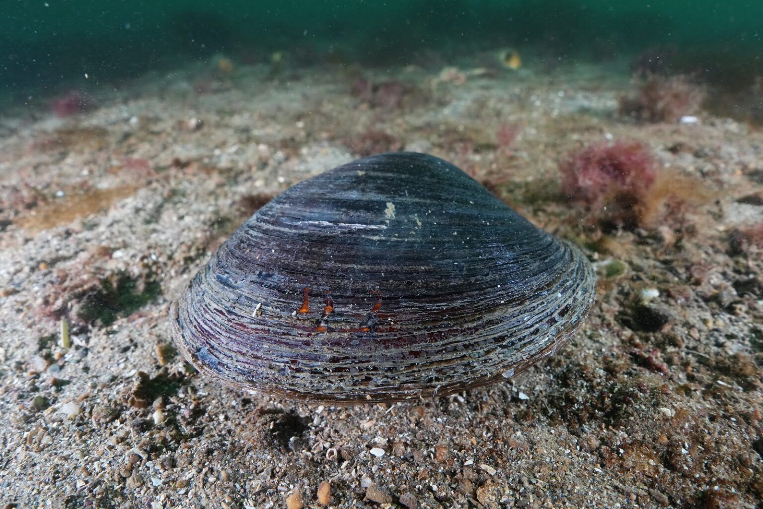 Out of sight, out of mind? Why we should care about protecting the deep ...
