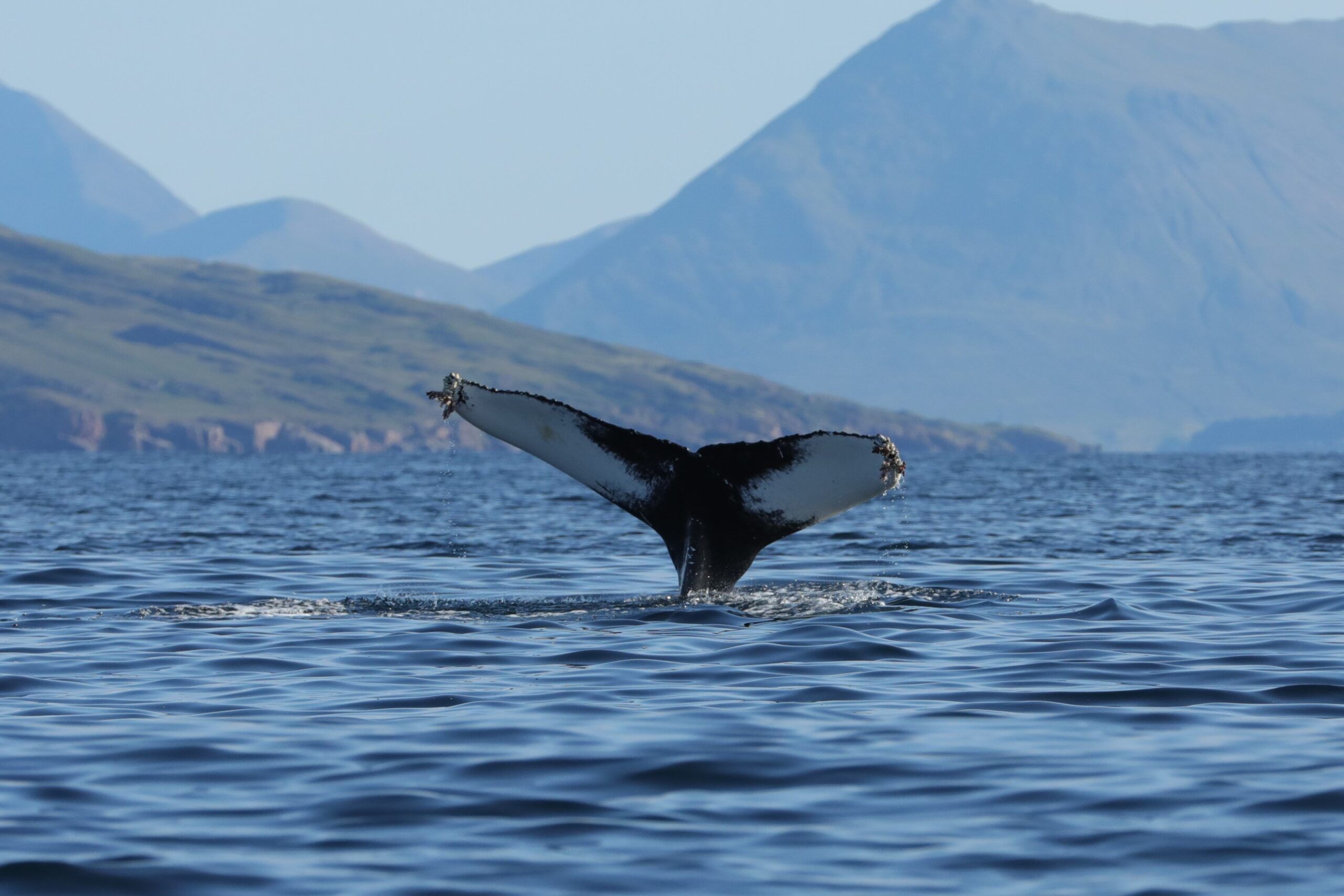 Dear Cabinet Secretary, we love Scotland’s seas. Please protect them ...