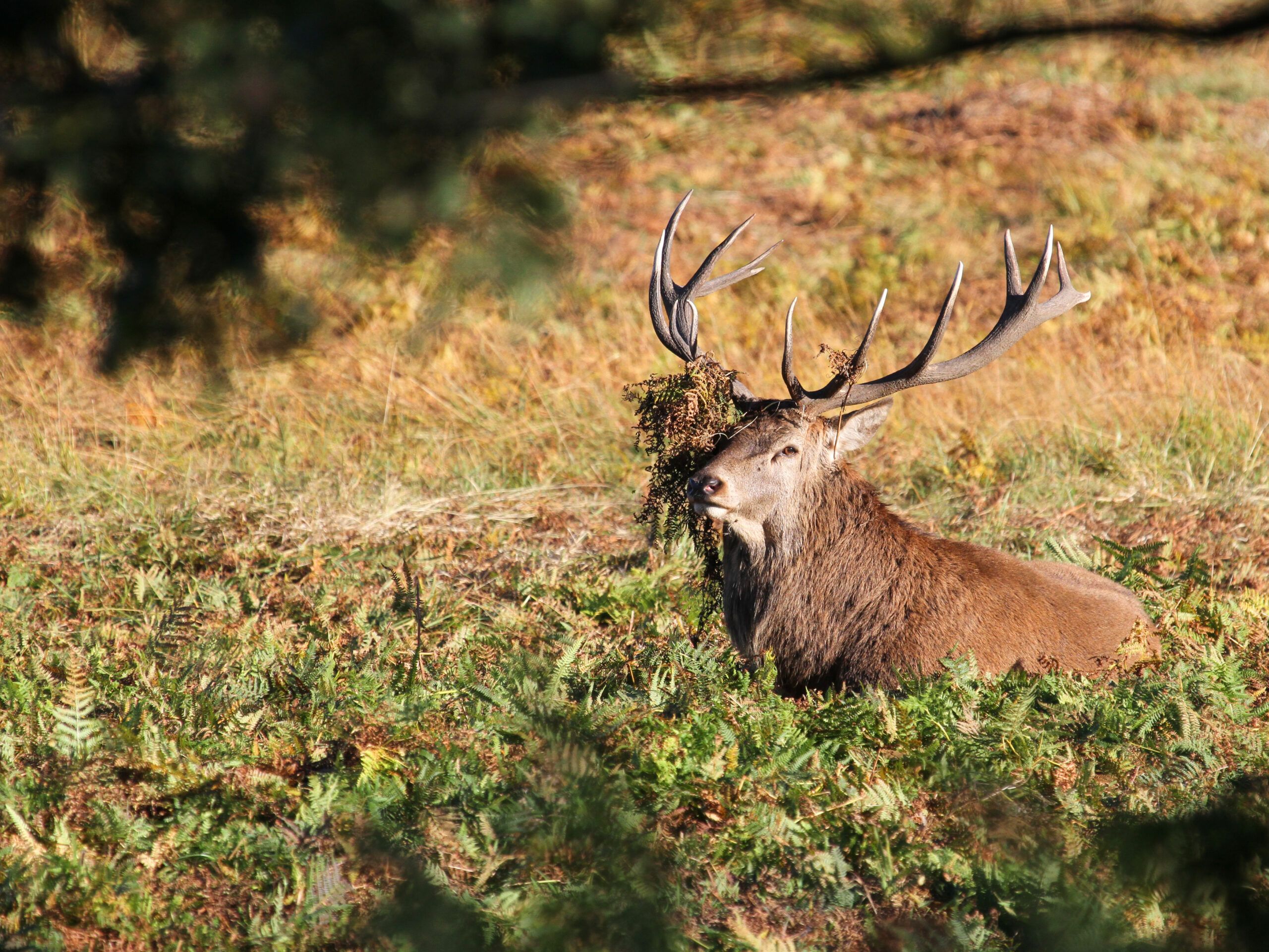 Deer Group welcomes compulsory deer control scheme approval for Loch ...