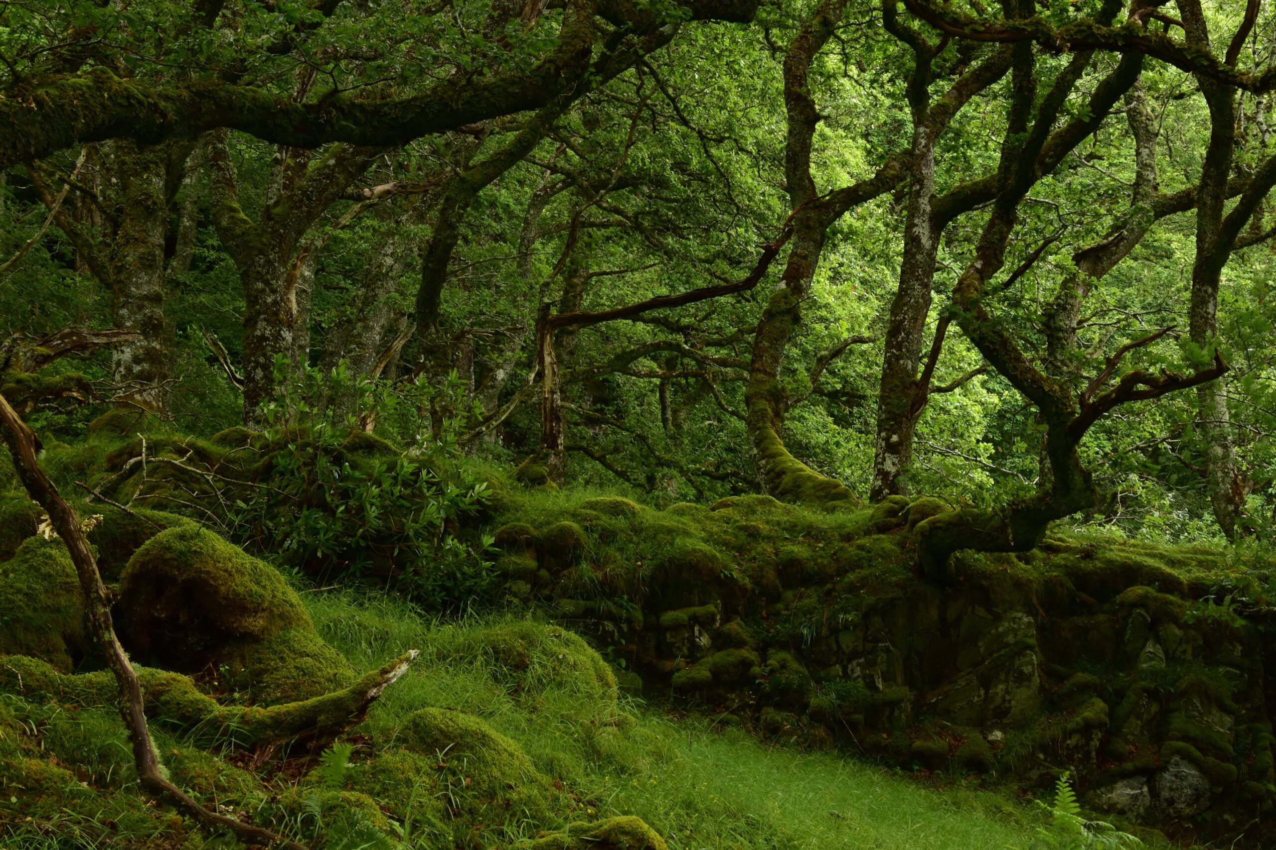 Programme for Government: new deer management plans welcomed by ...